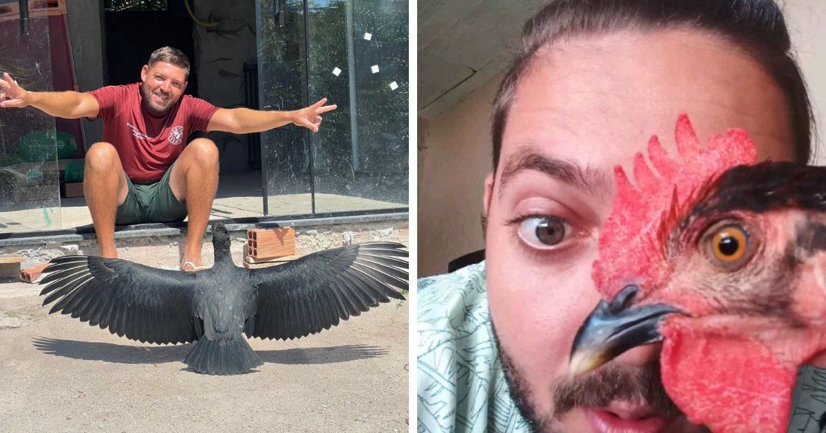This Wild Vulture Bonded With A Human So Closely,…