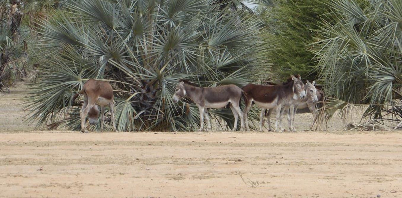 Donkeys are a common sight in northern Namibia – what…