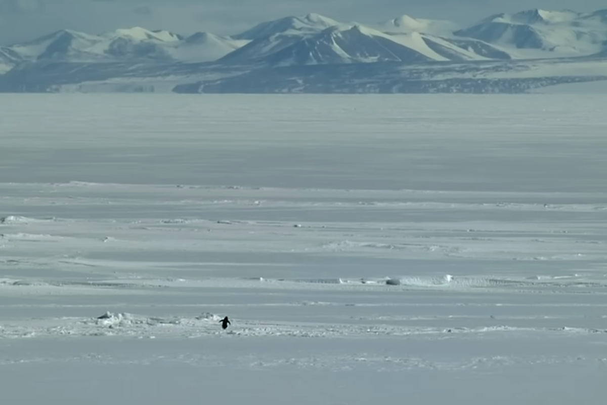 Why has a ‘nihilistic penguin’ meme taken over the…