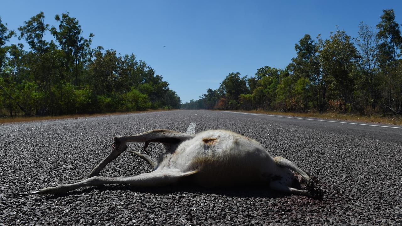 Roadkill has unexpected upside for conservation efforts