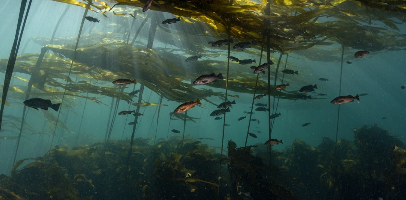 Scientists have identified unique sounds for 8 fish…