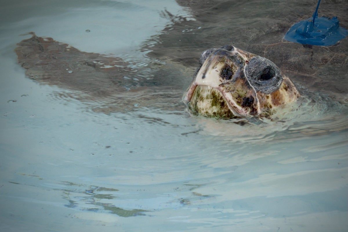 A sea turtle with 3 flippers swims free after Florida…
