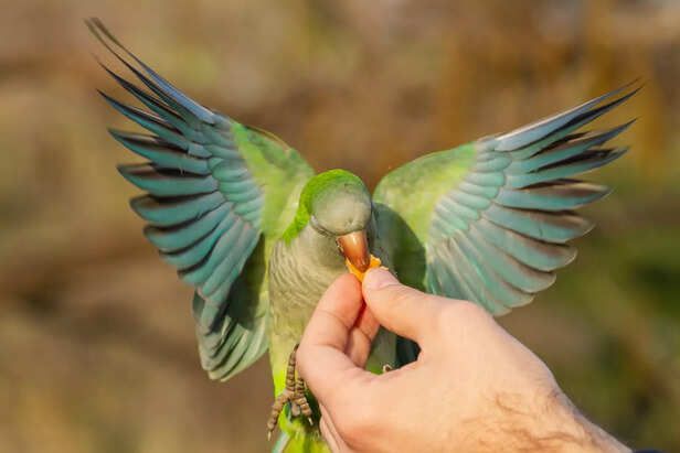 Feather Plucking In Parrots Is Not Random. Here Is Why…