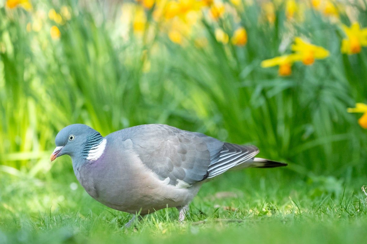 Pigeon flock could be given contraceptives after…