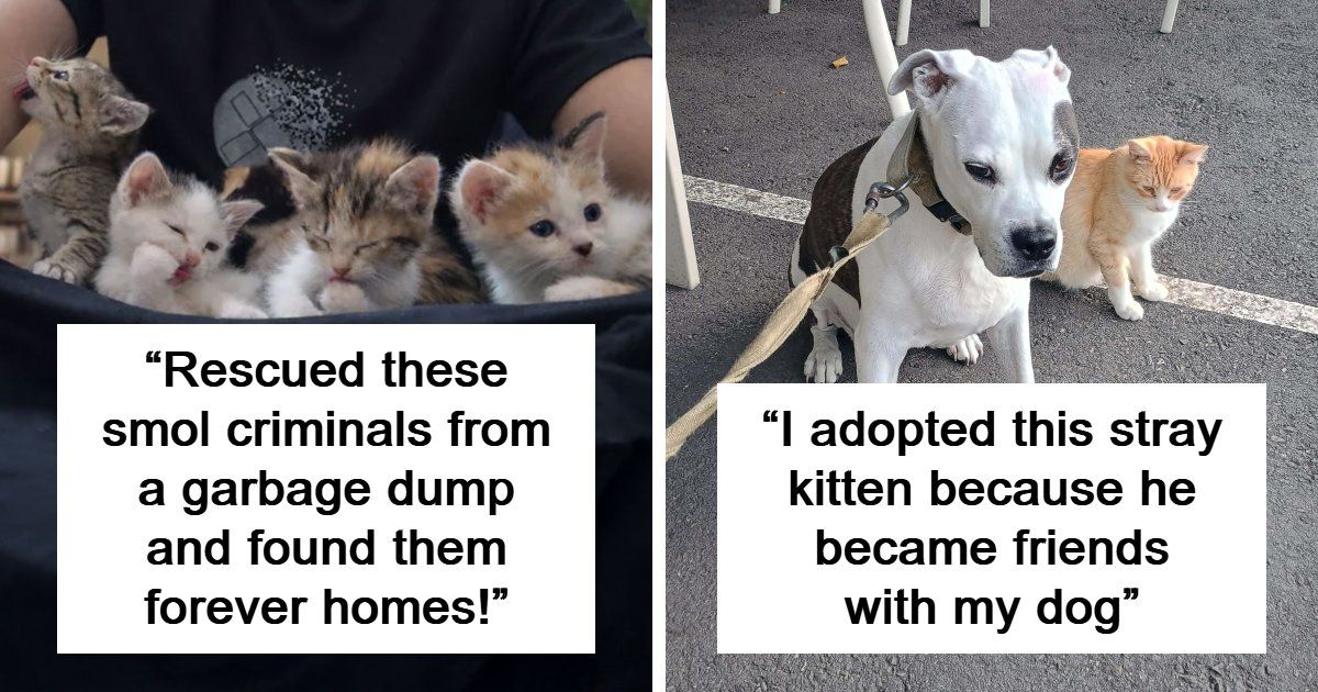 74 Newly Adopted Pets Whose Cozy Winter Beginnings May…