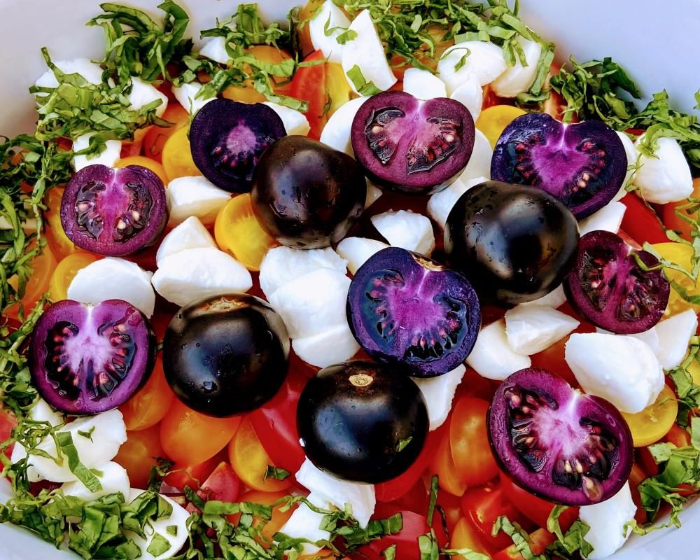 Genetically modified purple tomatoes get green light…