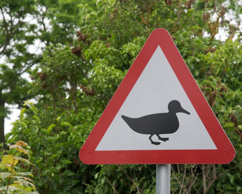 Waddle this way! The sign-making design genius who…