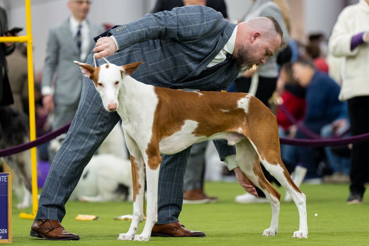 7 dogs competing for Westminster's show big prize…