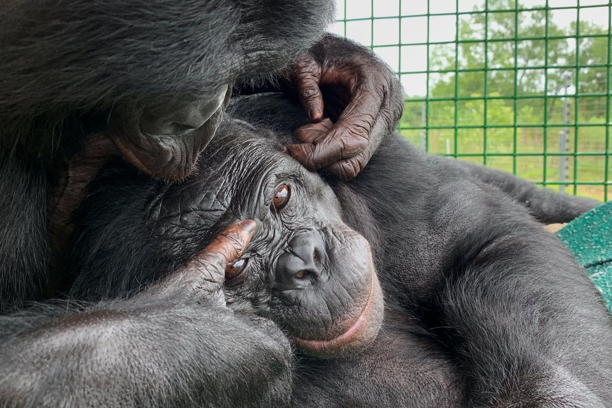Do apes have imagination? A tea party experiment…
