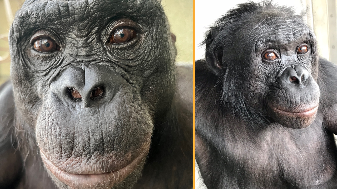 Kanzi the bonobo could play pretend — a trait thought…