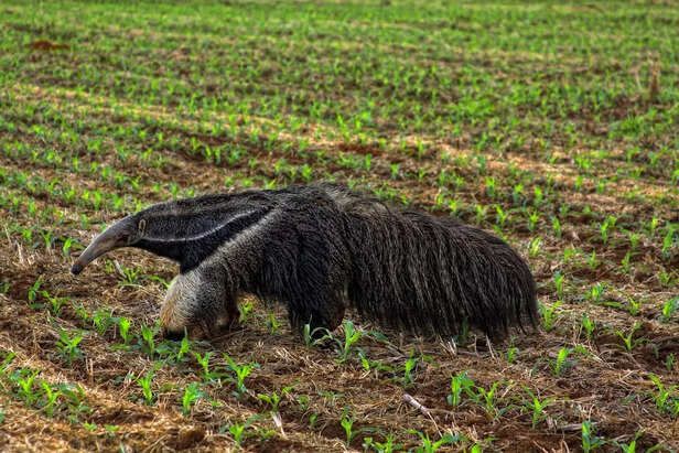 5 Toothless Animals That Somehow Thrive in the Wild