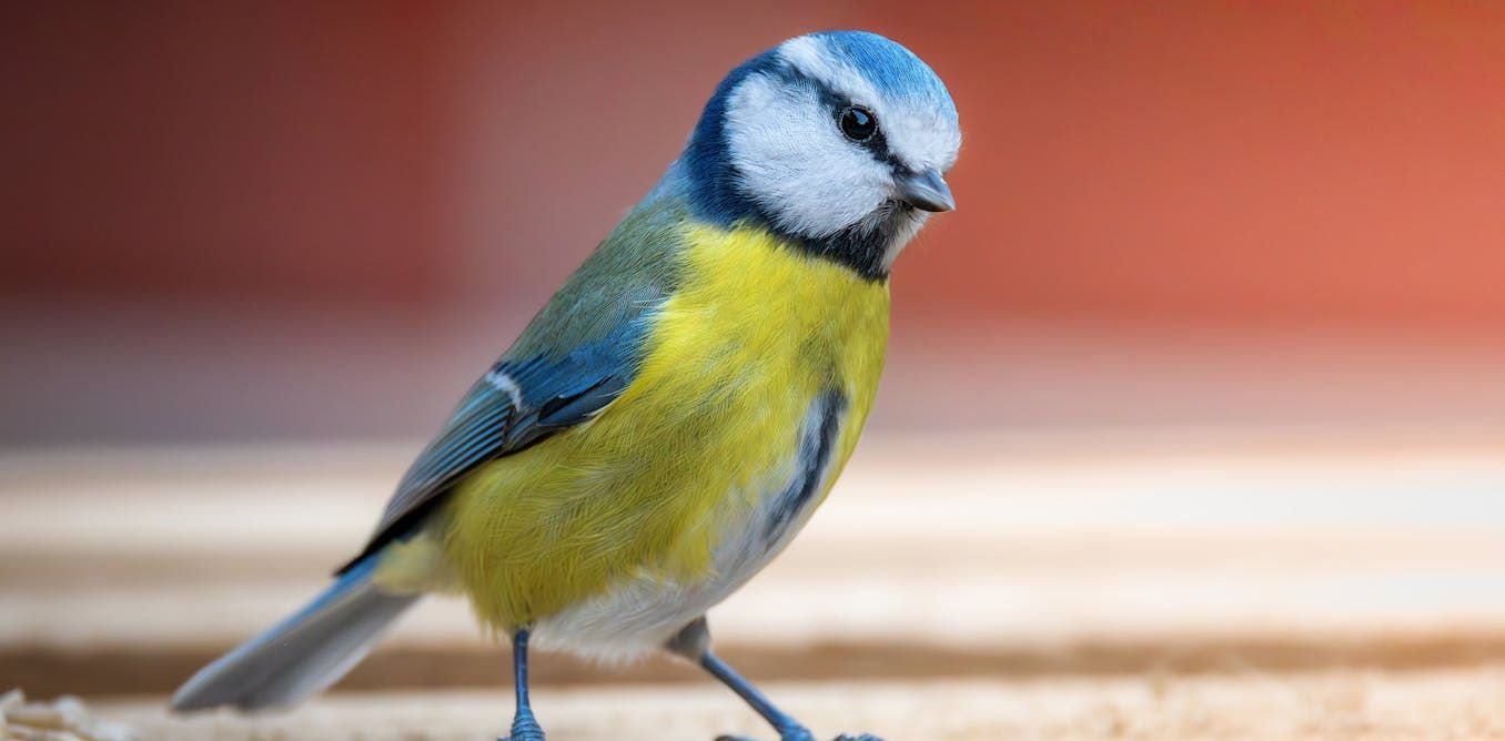 The brilliant and bizarre ways birds use their sense…