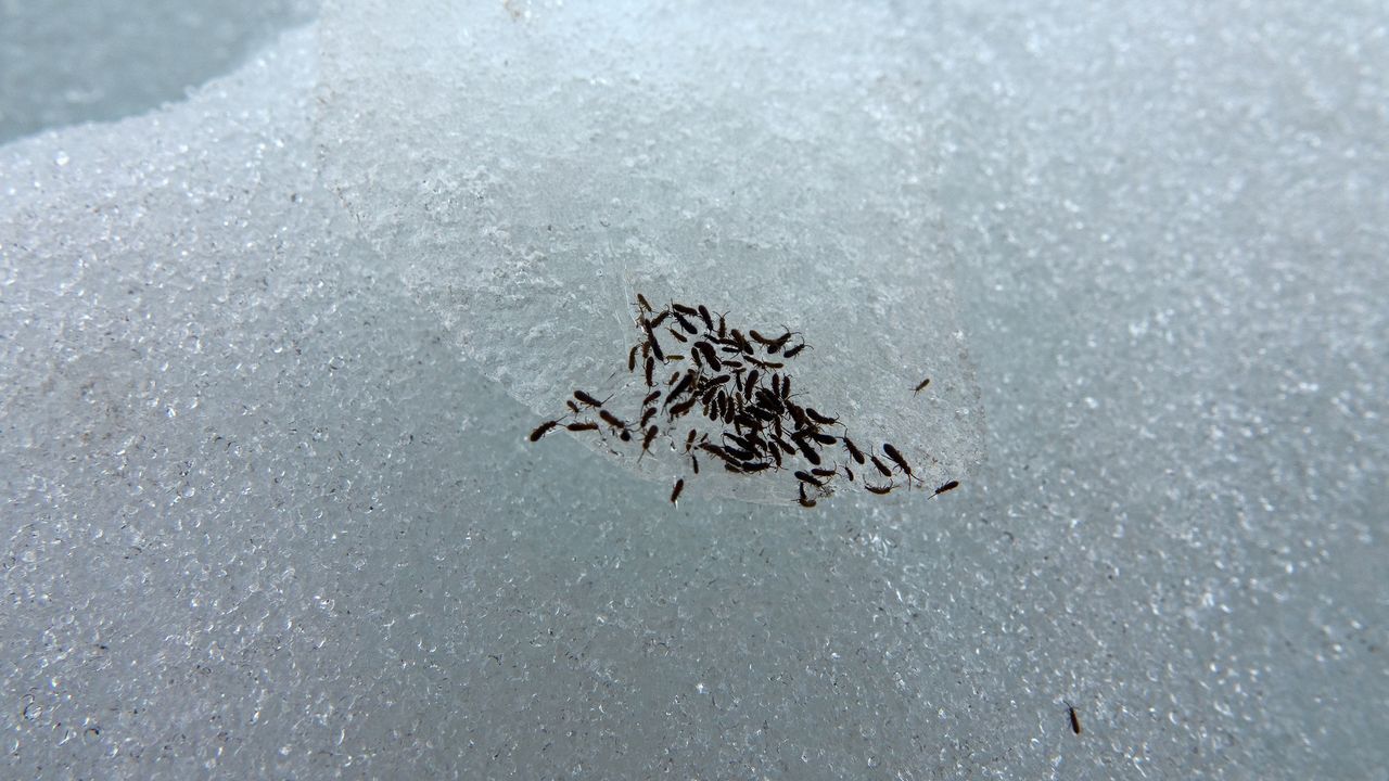 What are 'snow fleas' and should you be concerned? I…