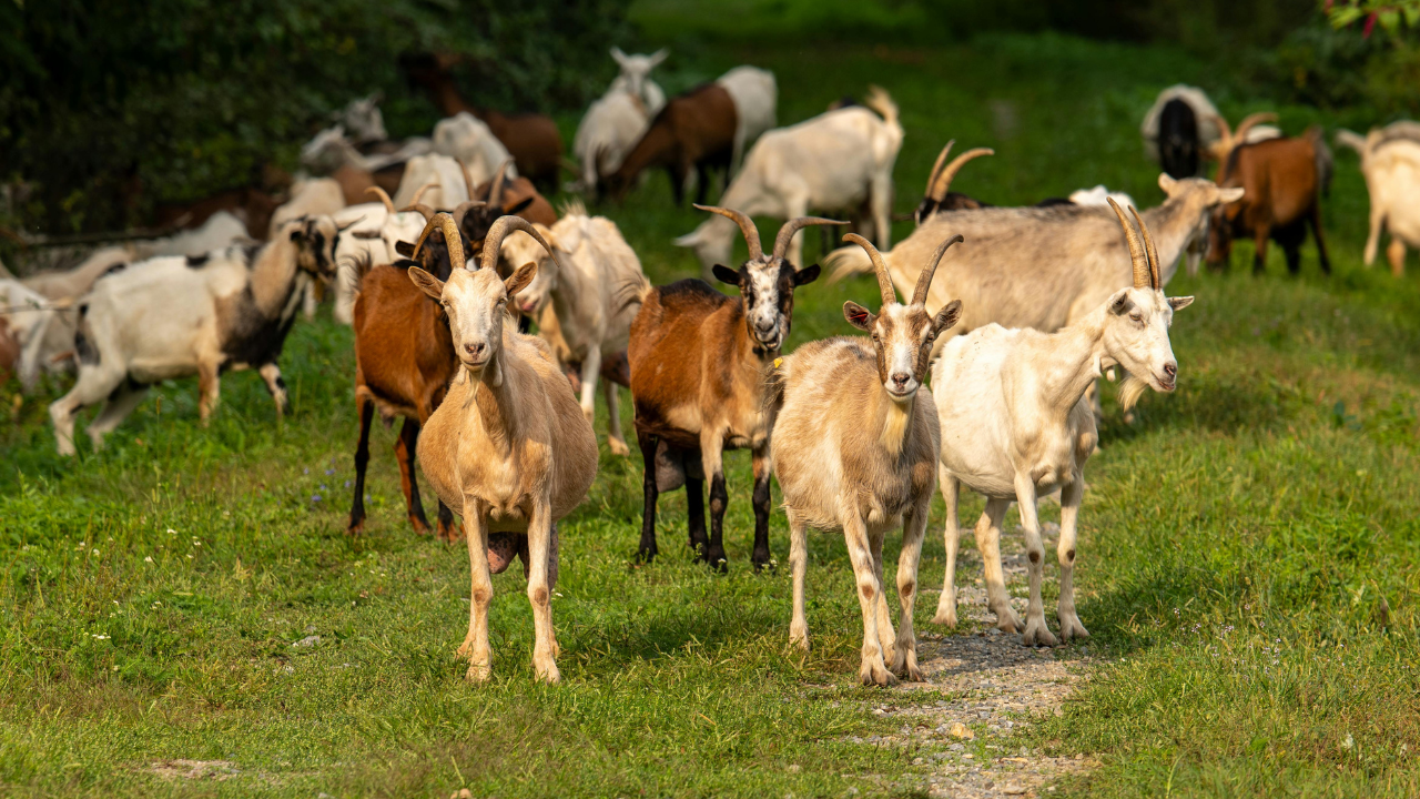The GOAT job: Texas hires 300 goats to clear invasive…