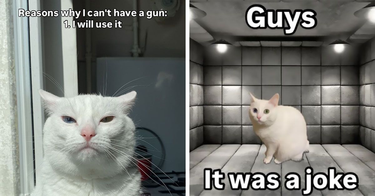 This White Cat’s Meme Game Is Strong, And Here Are 45…