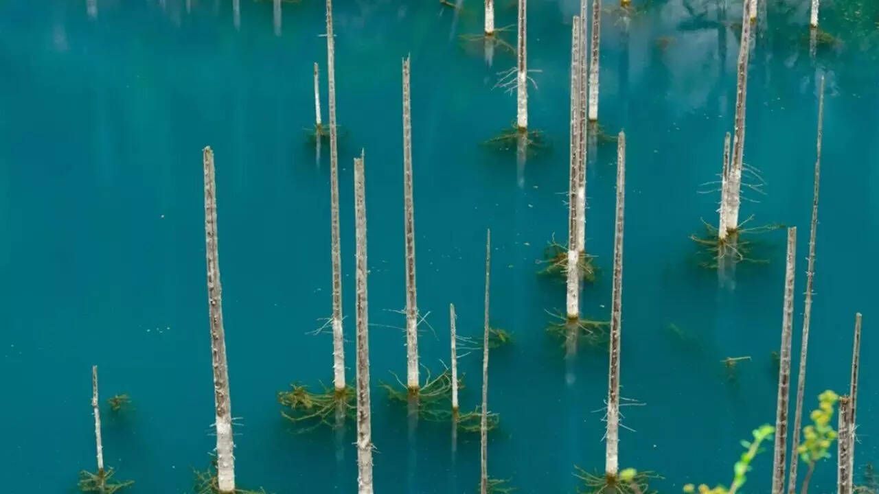 Ghost trees rising from ice: The 100-year-old…