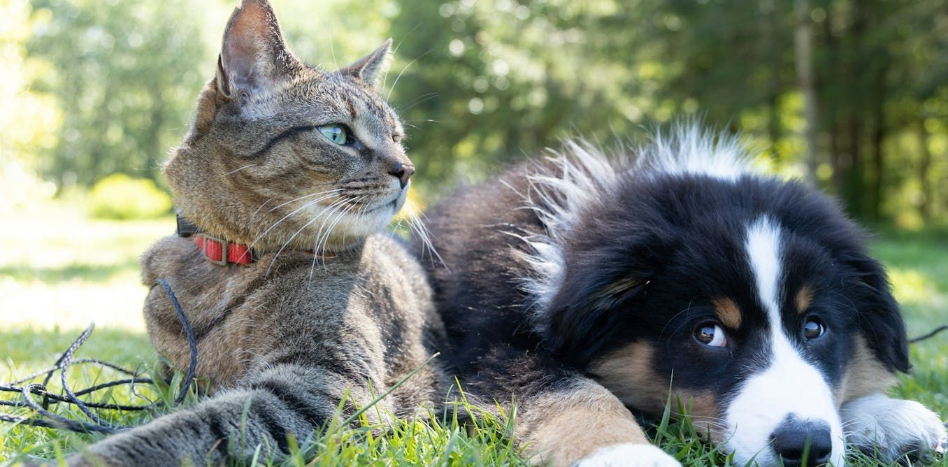 Dogs and cats carry invasive land flatworms from…