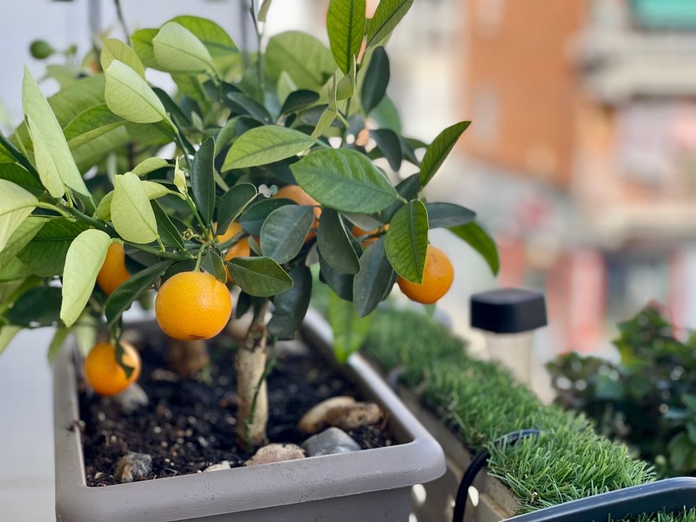 5 Fruit Trees That Will Stay Small But Produce Tons Of…