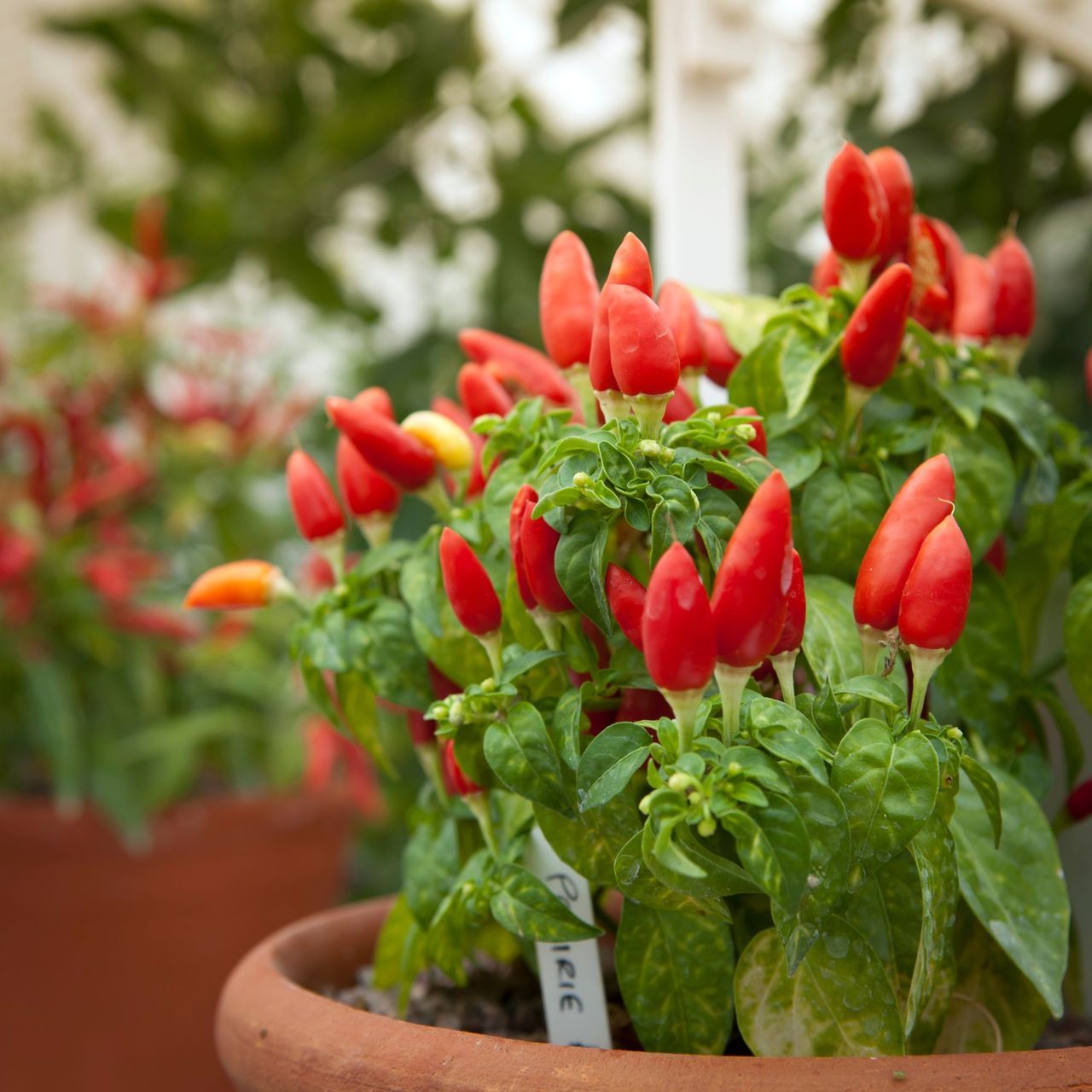 My chilli plants always produce loads of tasty fruits…