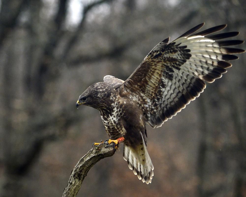 Country diary: An anxious buzzard has me mirroring its…