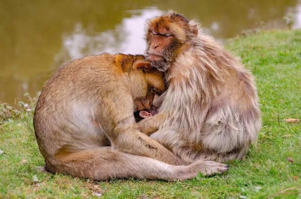 When Animals Took Over Paradise: Islands Where Humans…