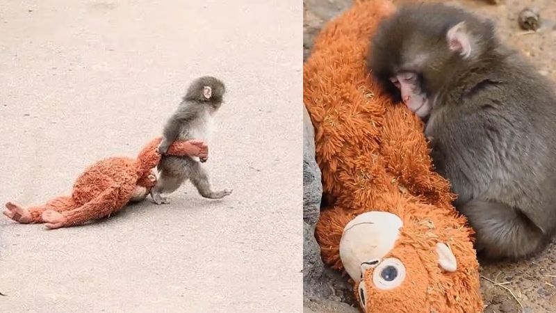Baby Monkey Abandoned by Its Mother Clings to and…