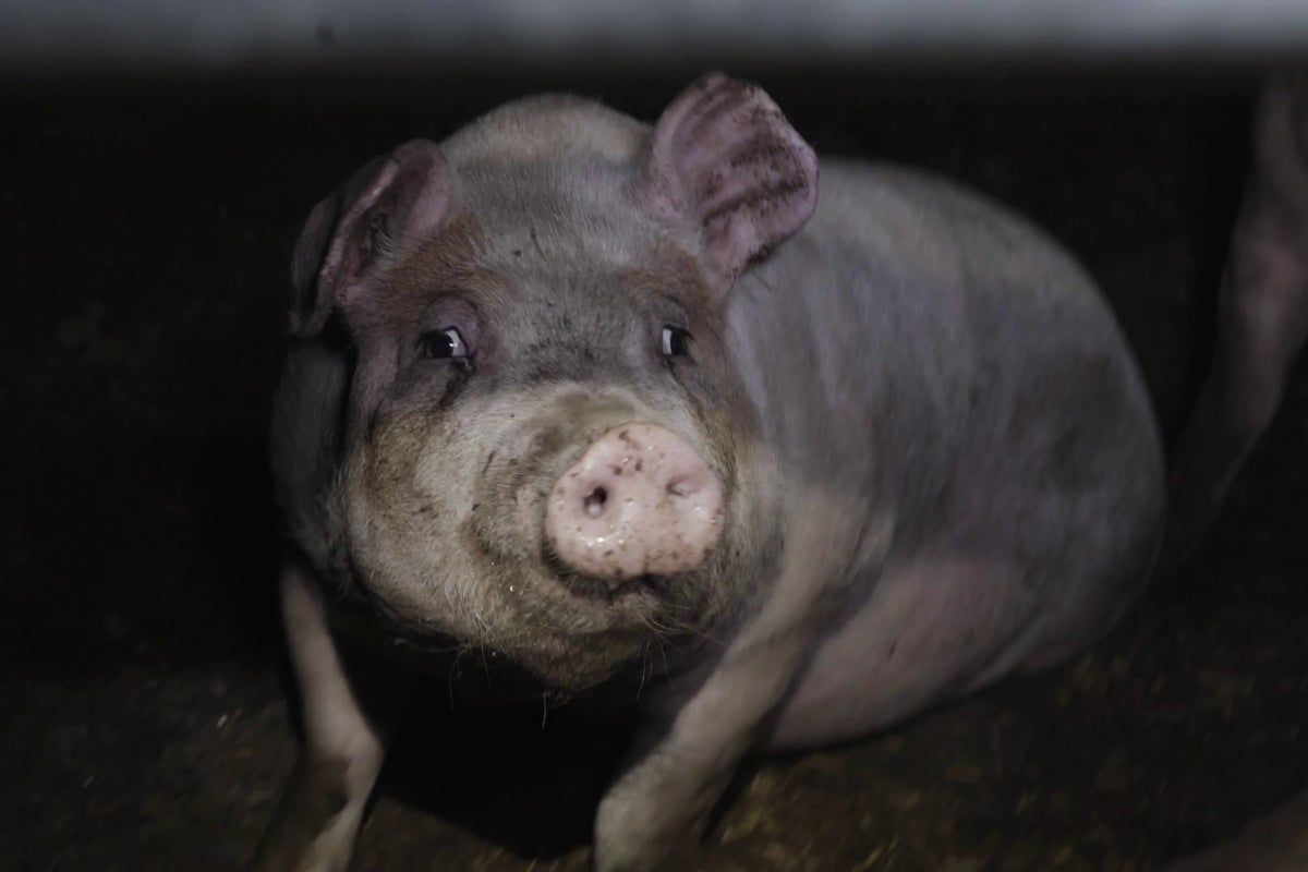 ‘Outdoor-bred’ RSPCA Assured pigs found ‘suffering and…
