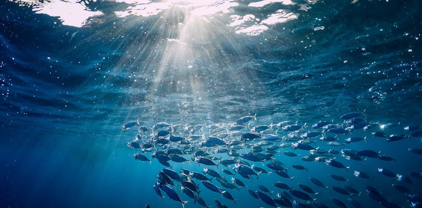 Fish use more energy to stay still than previously…