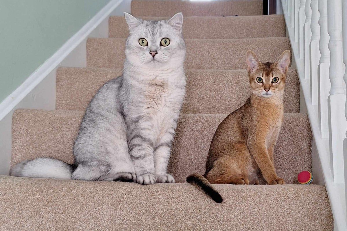 Cats could hold the key to understanding breast cancer
