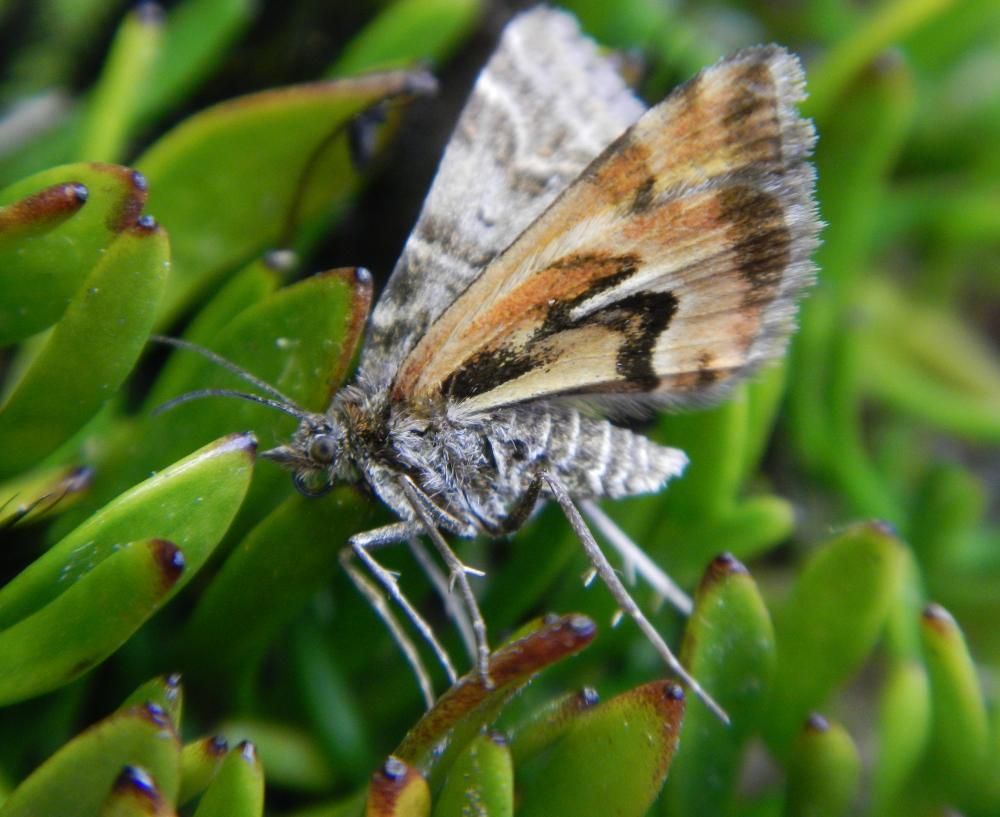 New Zealand bug of the year: moth named Avatar after…