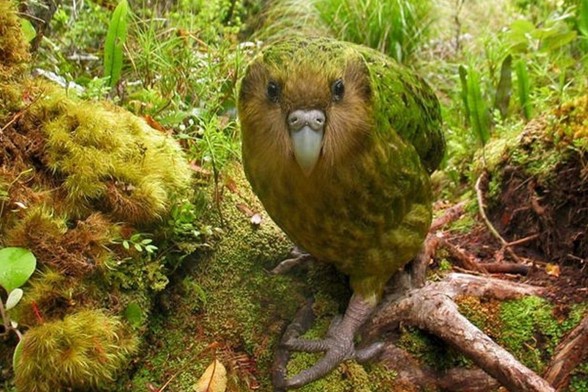 World’s only flightless parrot could be saved from…