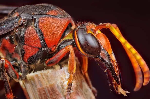 4 Most Dangerous Insects in the World That Can Kill…