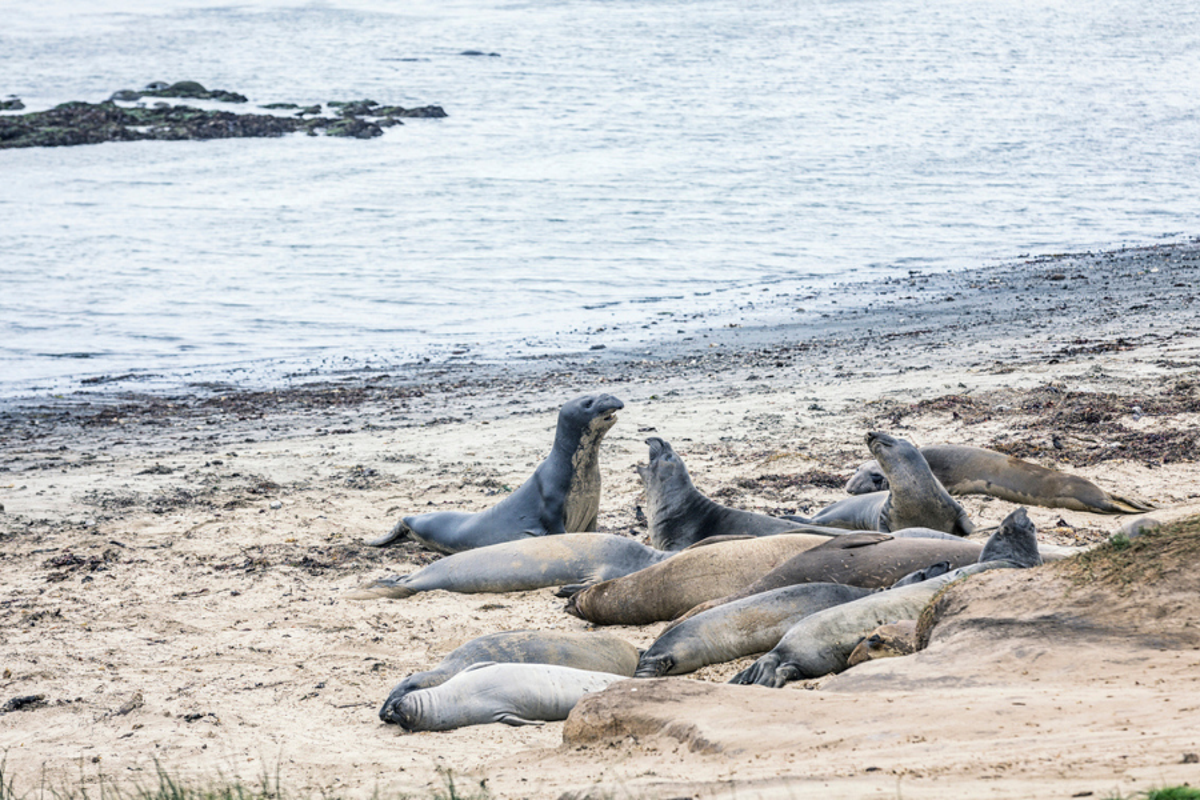 Popular Bay Area park where tens of thousands of seals…