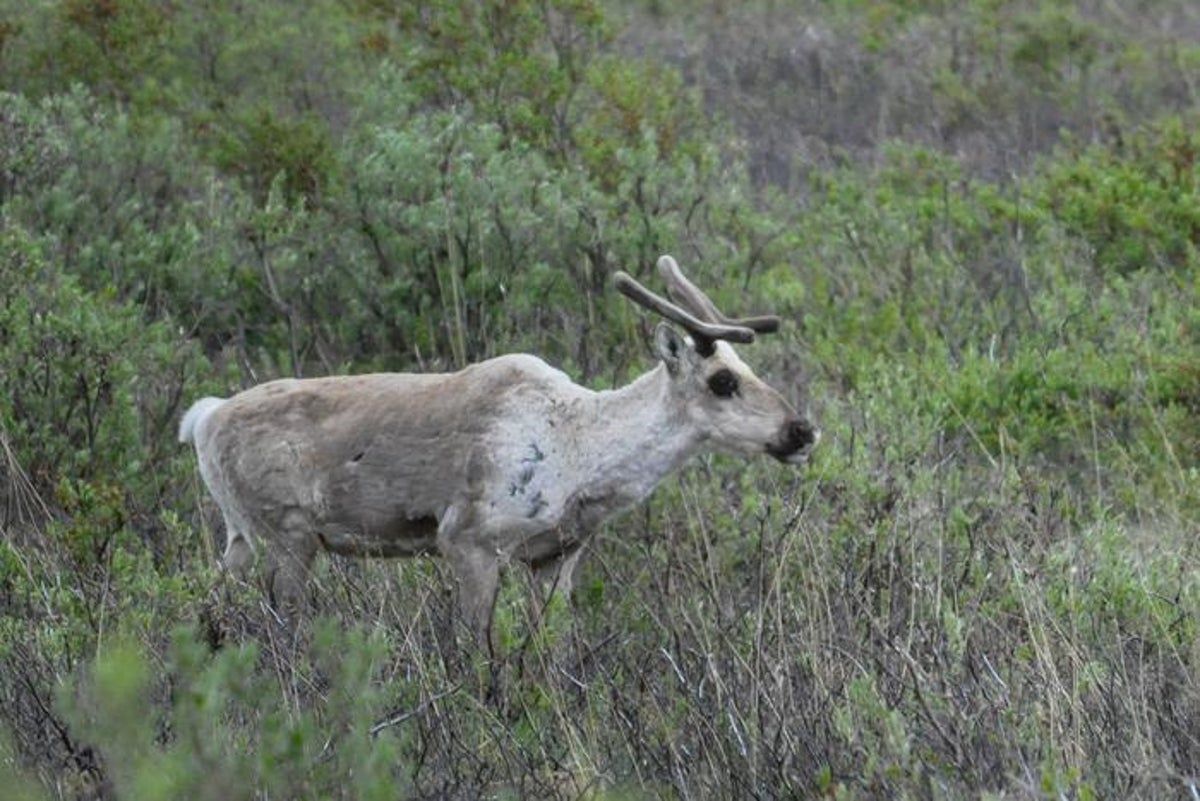 Caribou found eating own body part to survive after…