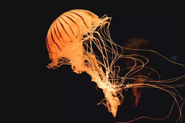 Intelligence Without A Brain: 5 Sea Creatures That…