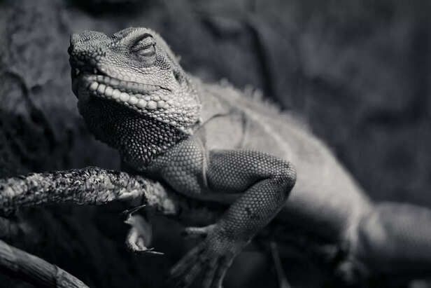 The Nine-Foot Lizard That Walks Quietly Among Us