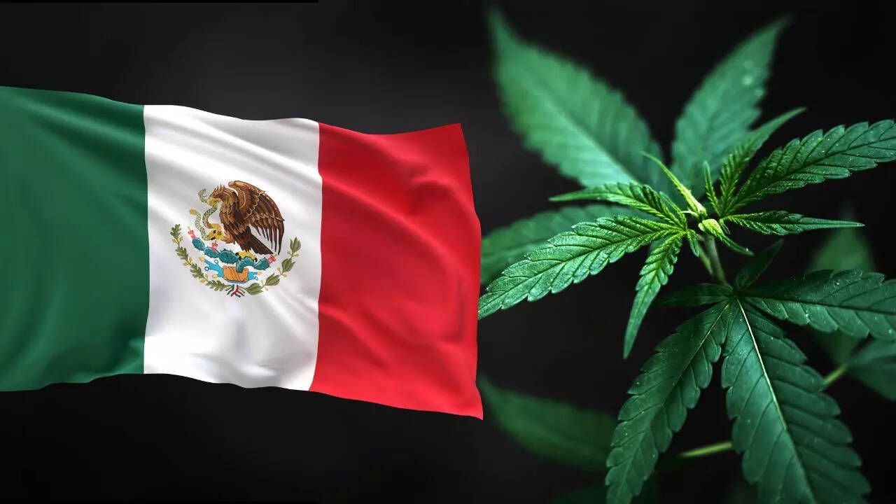 Why Mexico has become a major hub for the global drug…