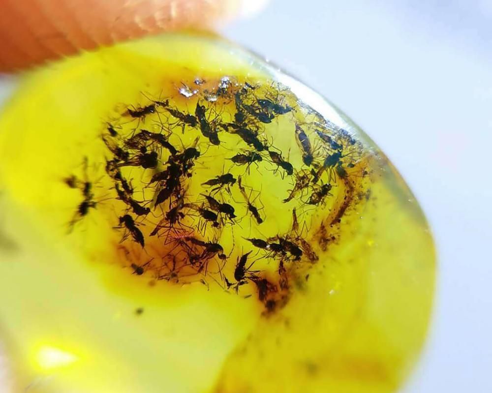 ‘I love midges because I know what their hearts look…