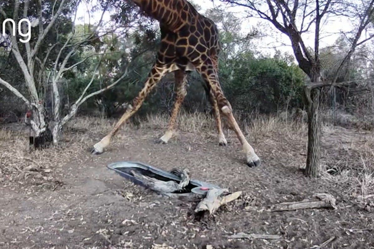 Rare leopard and injured giraffe roam metres from…
