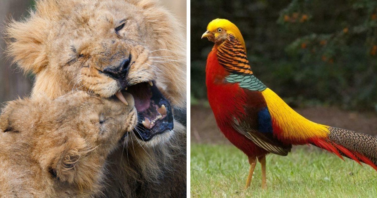 73 High-Quality Pics Showing Animals In All Their Glory