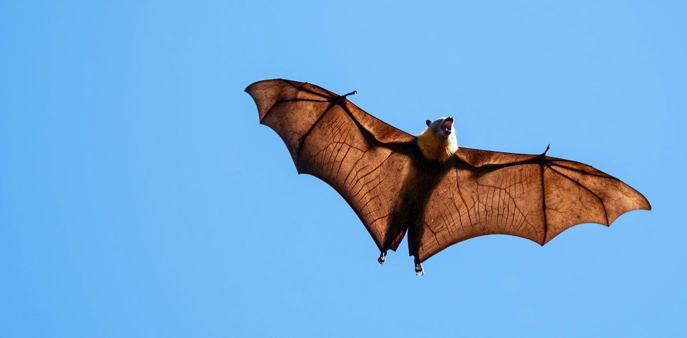 What’s it like to be a bat? Scientists develop new…