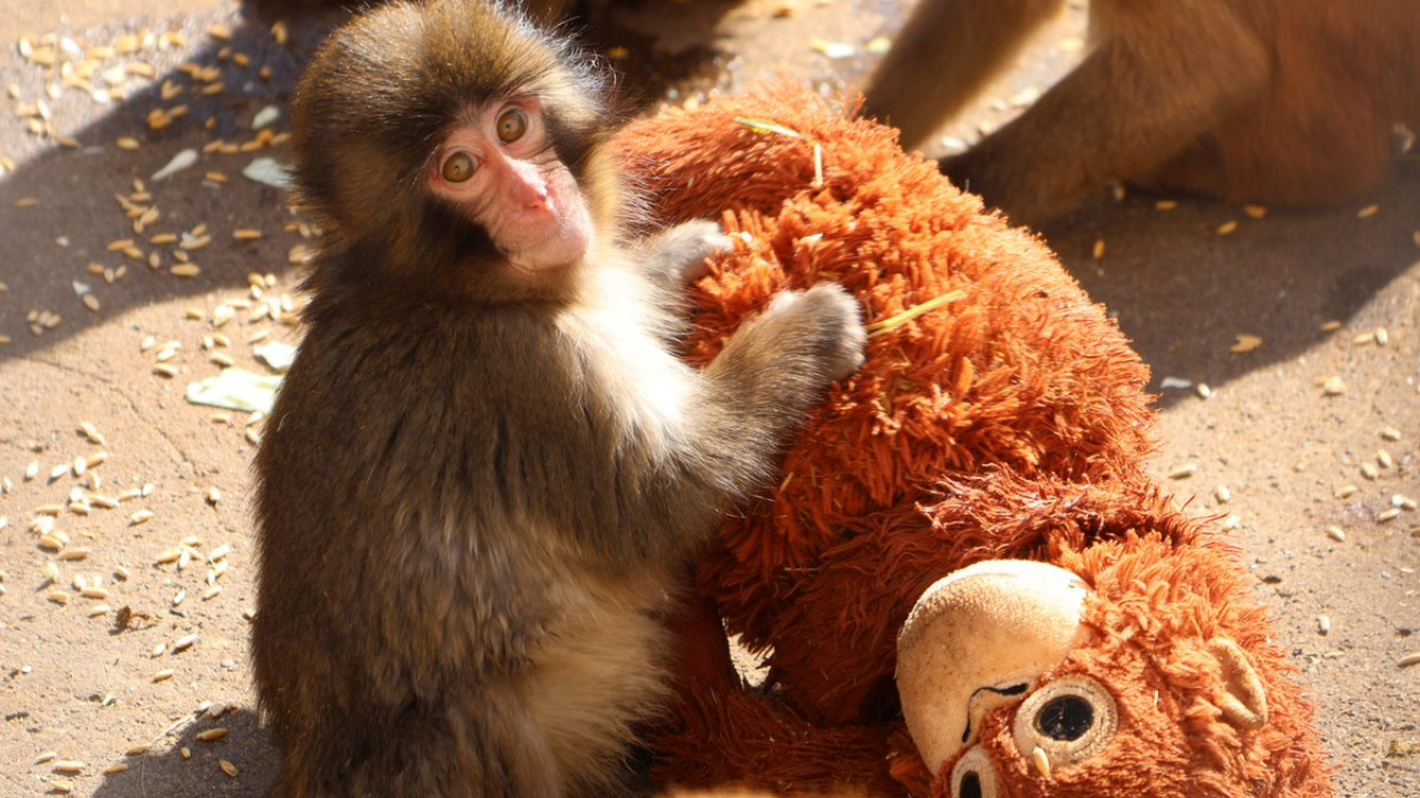 Punch The Monkey Update: Despite Global Support, He…