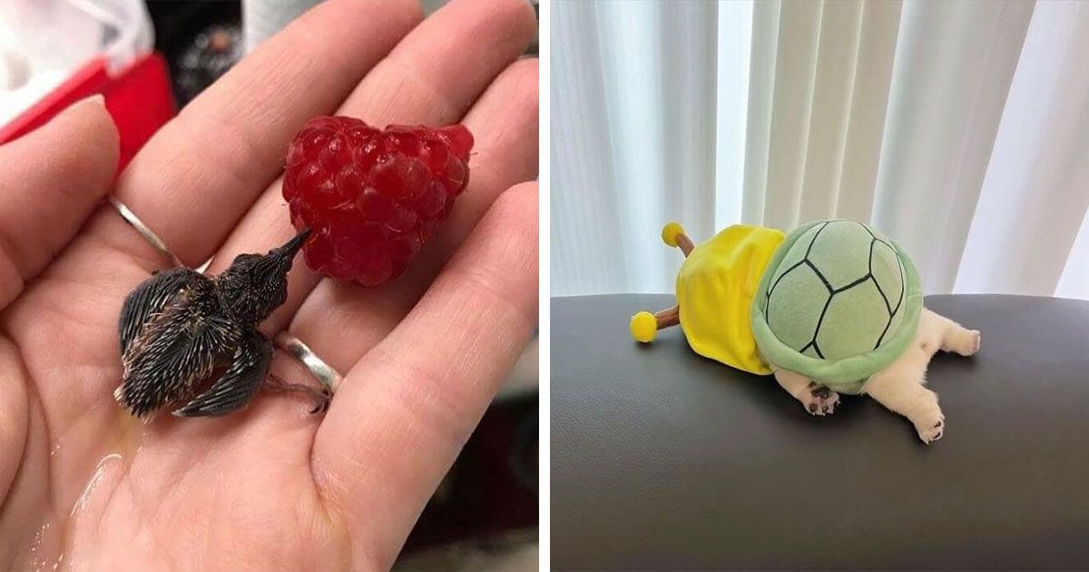 This Instagram Page Shares The Cutest “Smol” Animals,…