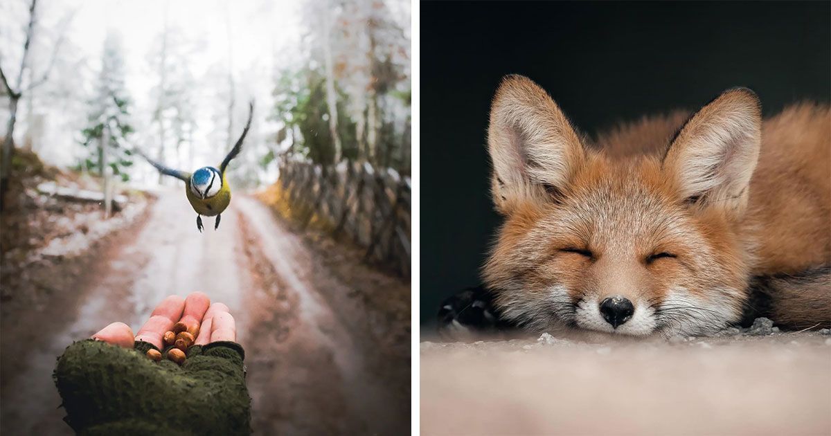 Ian Granström’s Wildlife Photography Turns Everyday…