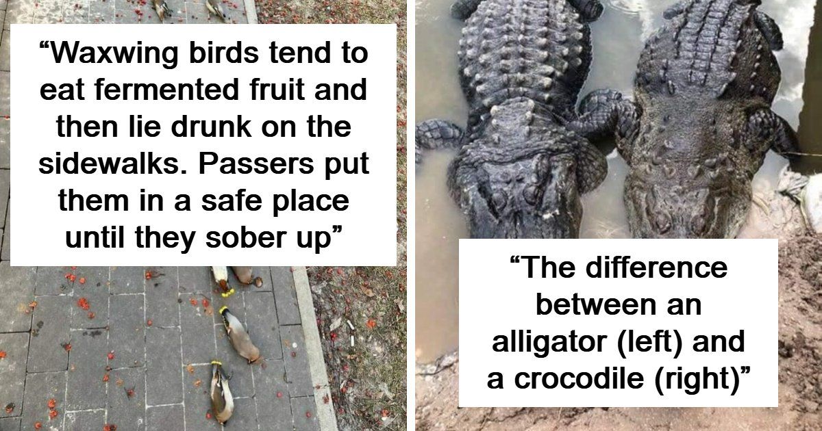 “Explaining The Wild”: 59 Facts And Photos To Teach…