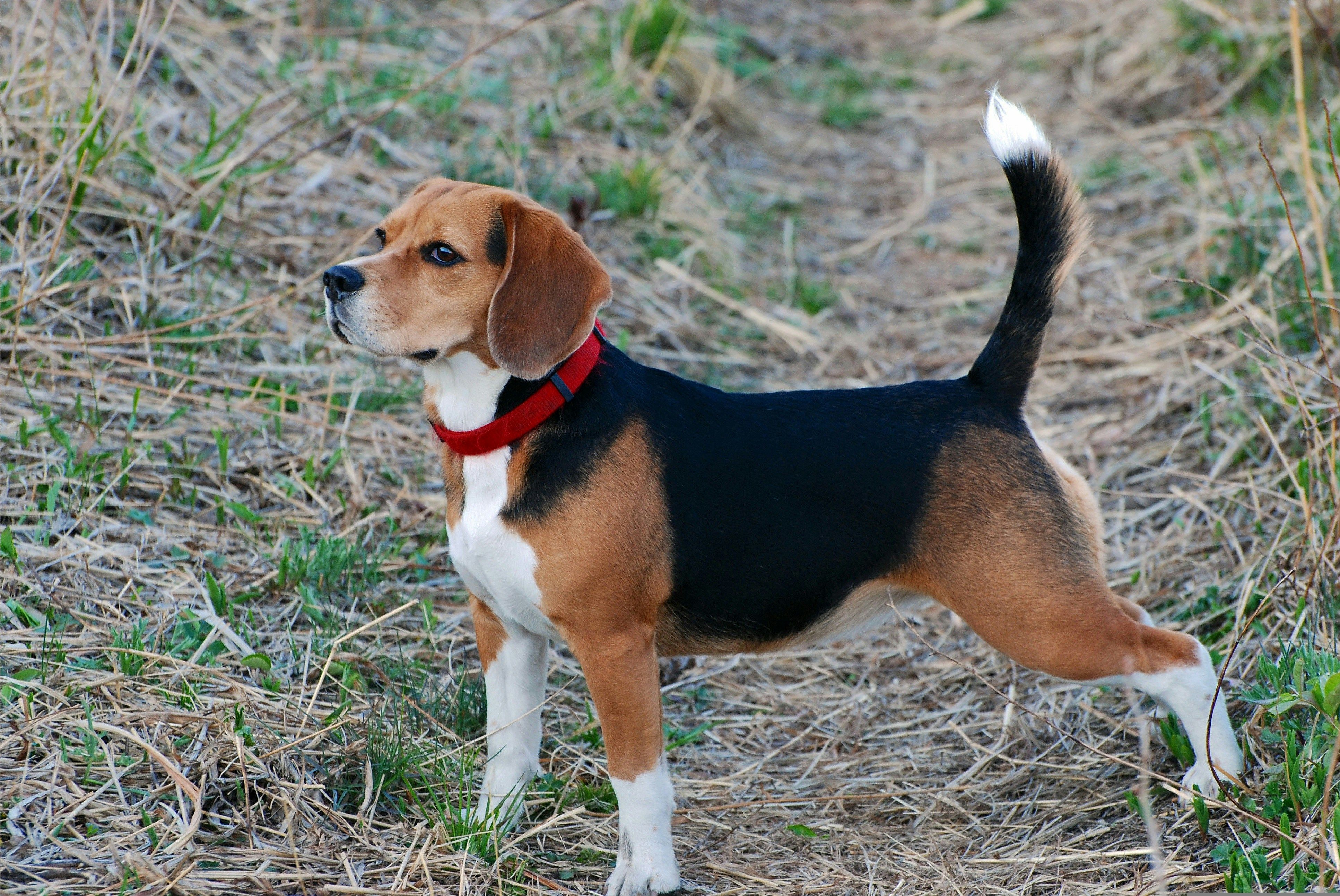 Why Were the 22 Beagles Rescued From the Lab in…