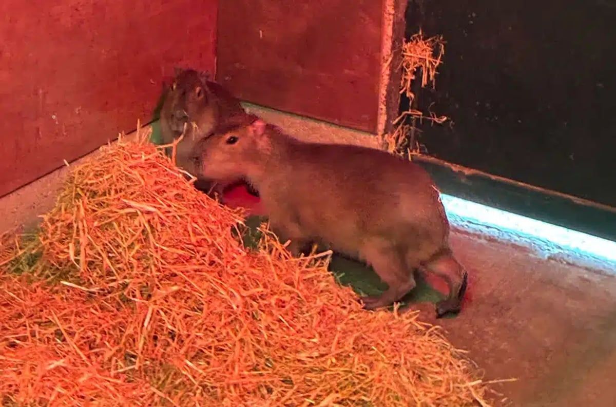 Capybara on the run after breaking free from Hampshire…