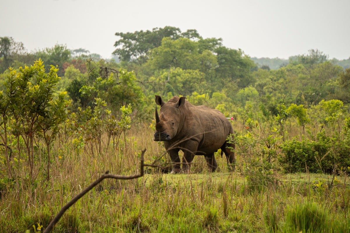 Uganda reintroduces rhinos into a protected area where…