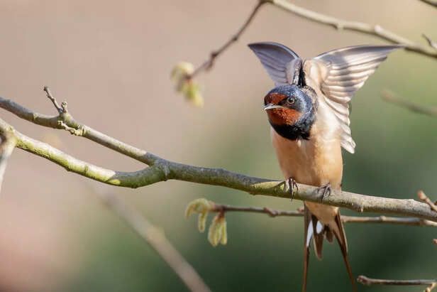 Bird Species That Enjoy Summer Weather
