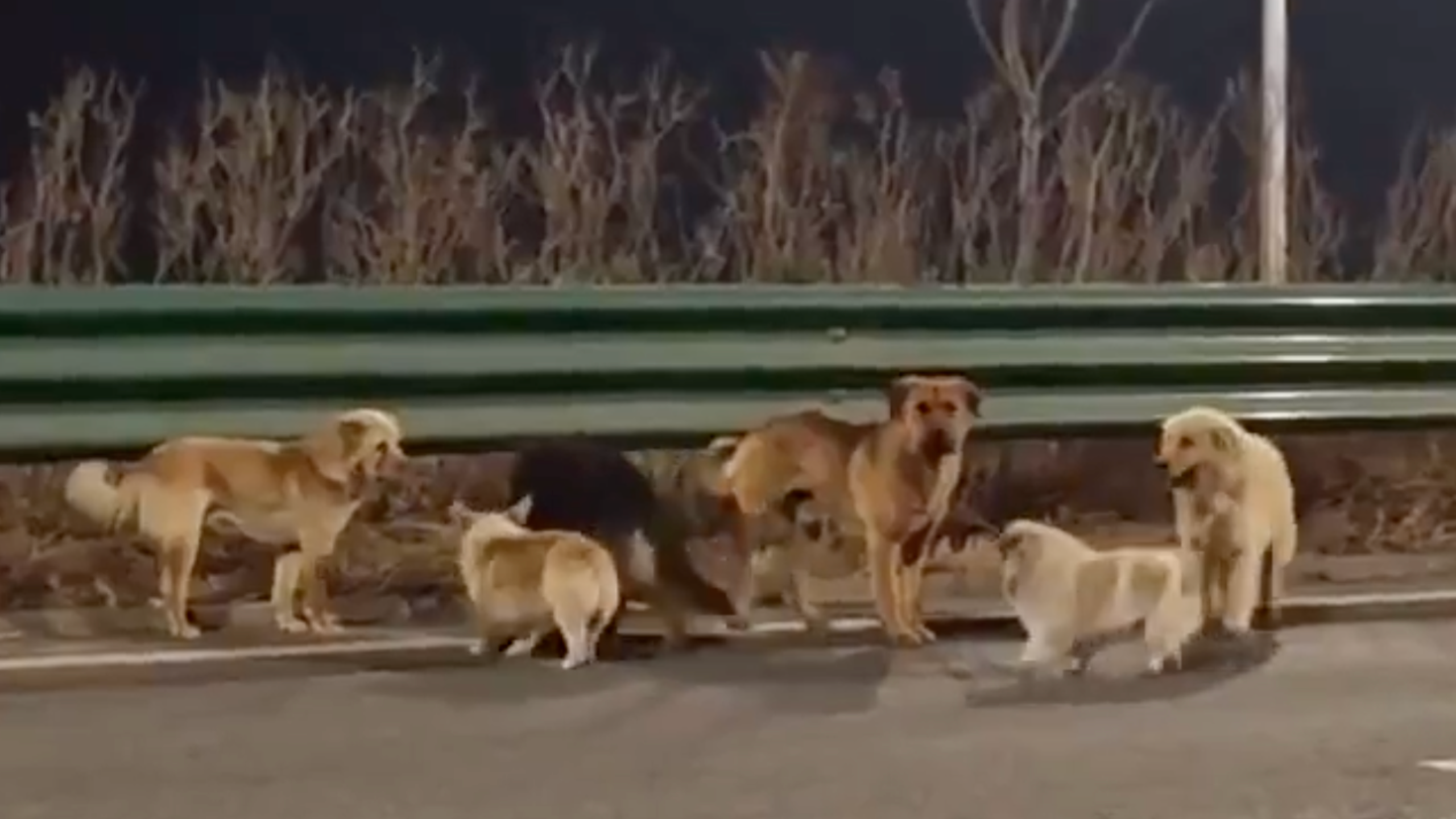 Seven Dogs Escape Thieves And Trek 17km Together To…
